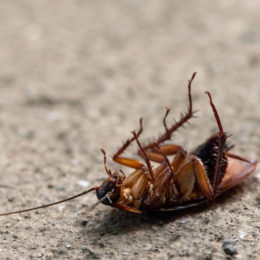 Pest Control & Home Services Business